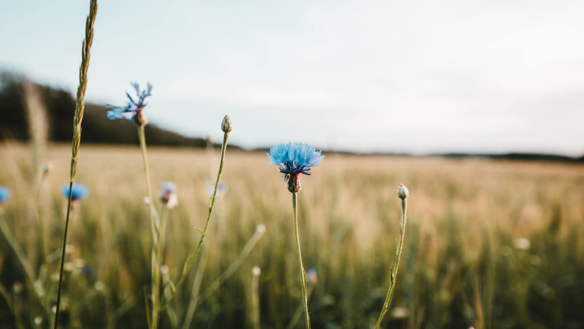 La culture du lin - Pol et Rosa